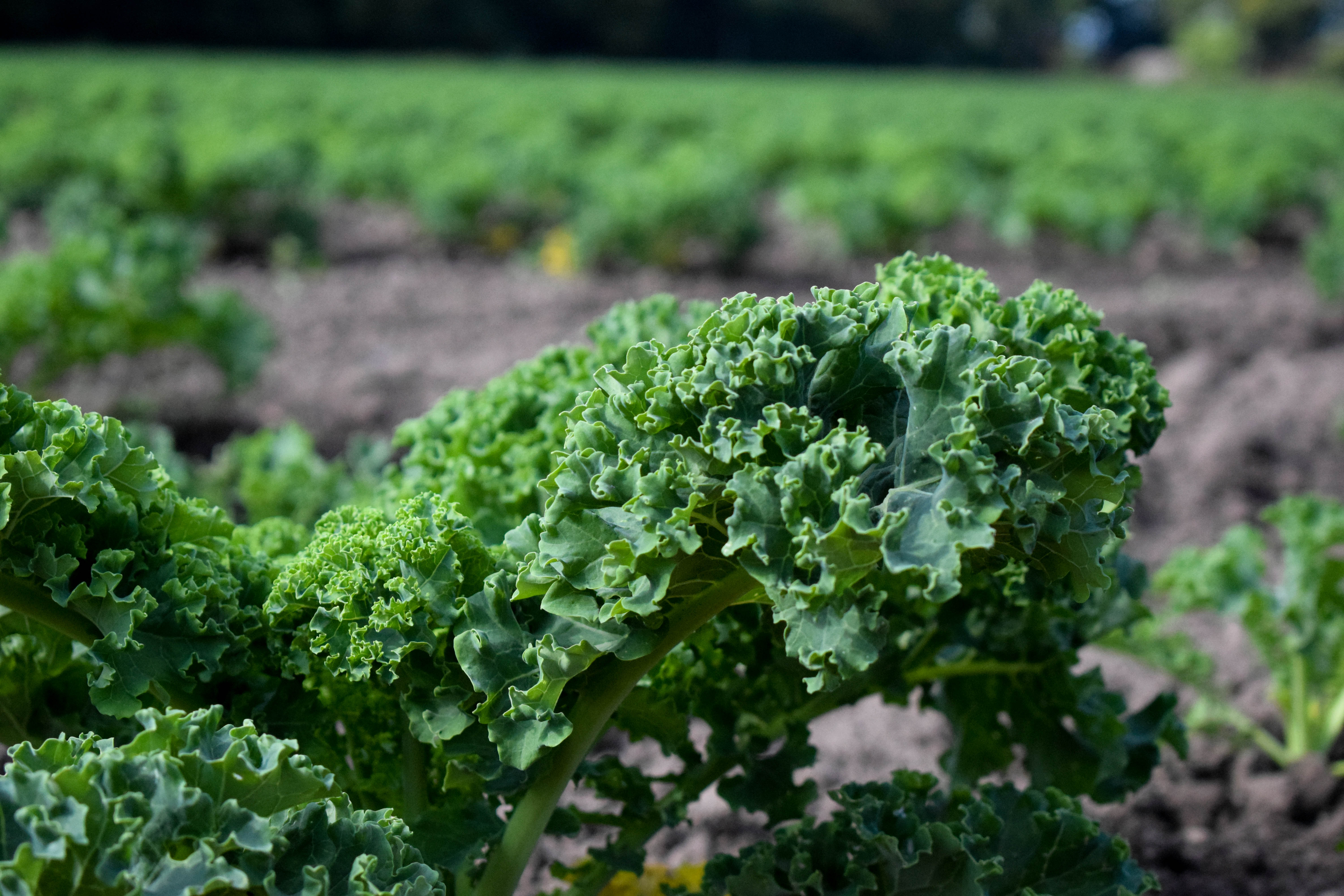 Green KaleMolyneux Kale Company
